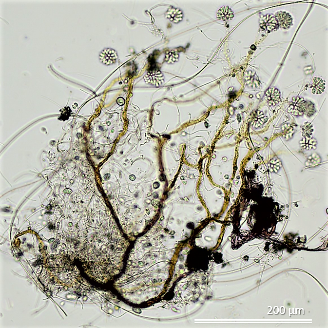 Anthophysa vegetans (O.F.Müller) Stein, 1878