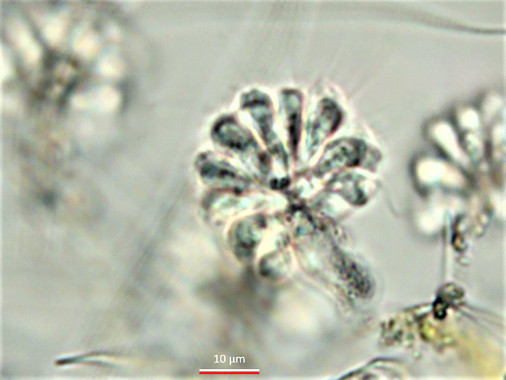 Anthophysa vegetans (O.F.Müller) Stein, 1878