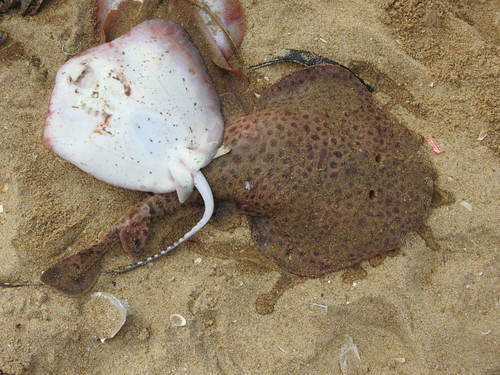 Tonkin Numbfish (Narcine prodorsalis) · iNaturalist