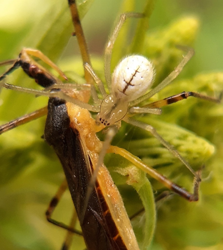 Common candy-striped spider from Hampton, NB E5N 3A5, Canada on July 02 ...