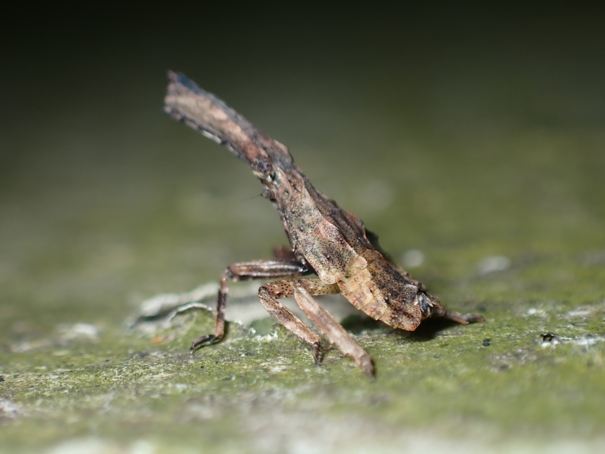 Pyrops watanabei (Matsumura, 1913)