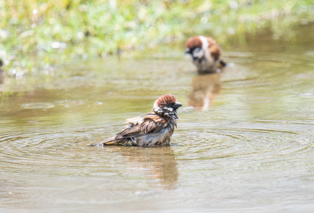 Eurasian Tree Sparrow from Kaohsiung City, Taiwan on June 29, 2021 at ...