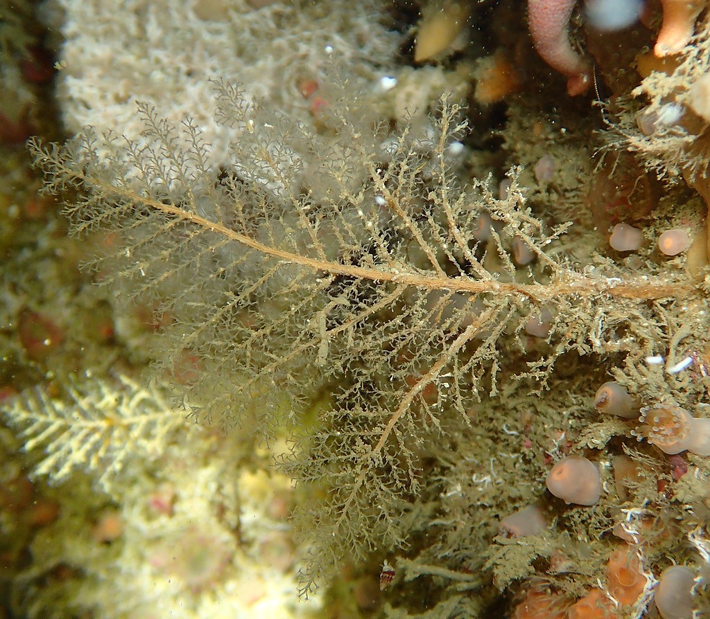 Halecium halecinum (Linnaeus, 1758)