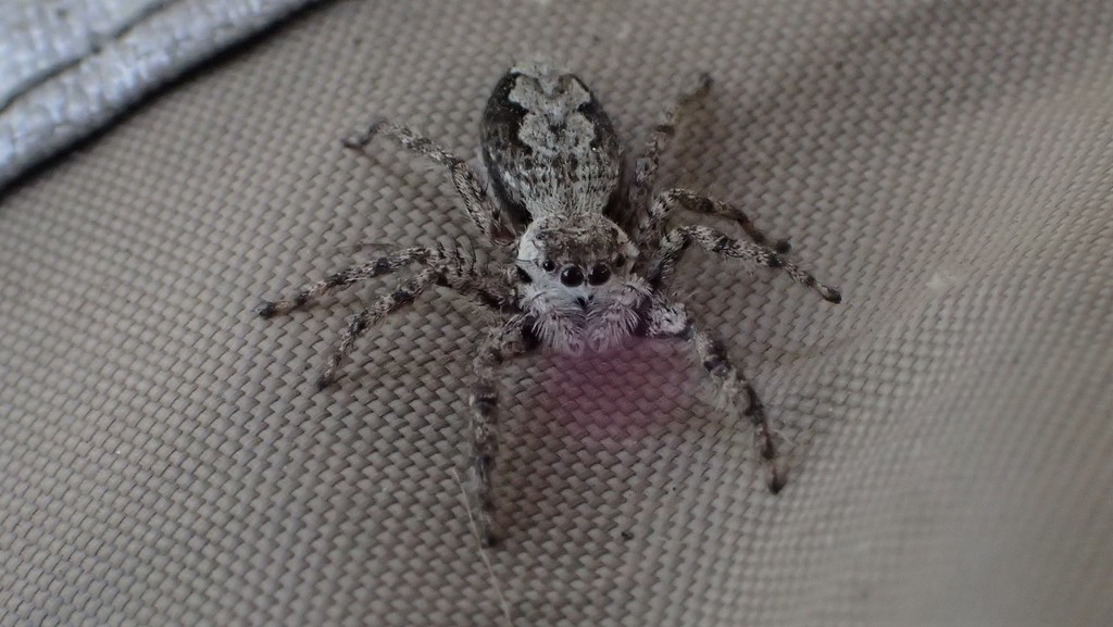 Tan Jumping Spider from Walla Walla County, WA, USA on June 24, 2021 at ...