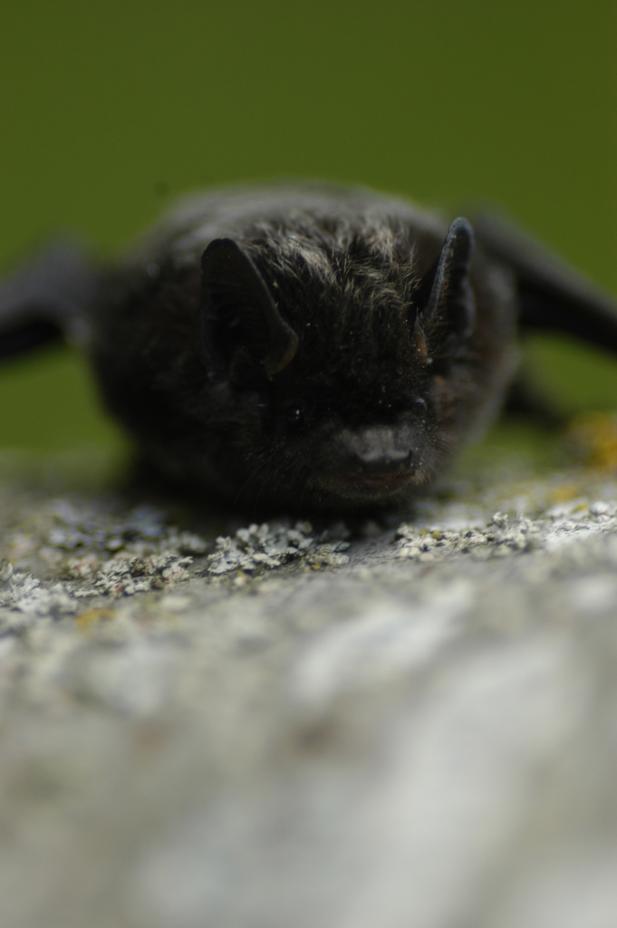 Silver-haired Bat (Wildlife and Wildflowers of Texas - Mammals ...
