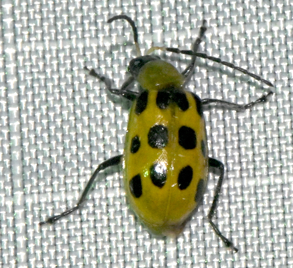 Spotted Cucumber Beetle from Hamden, CT, USA on June 29, 2021 at 01:58 ...