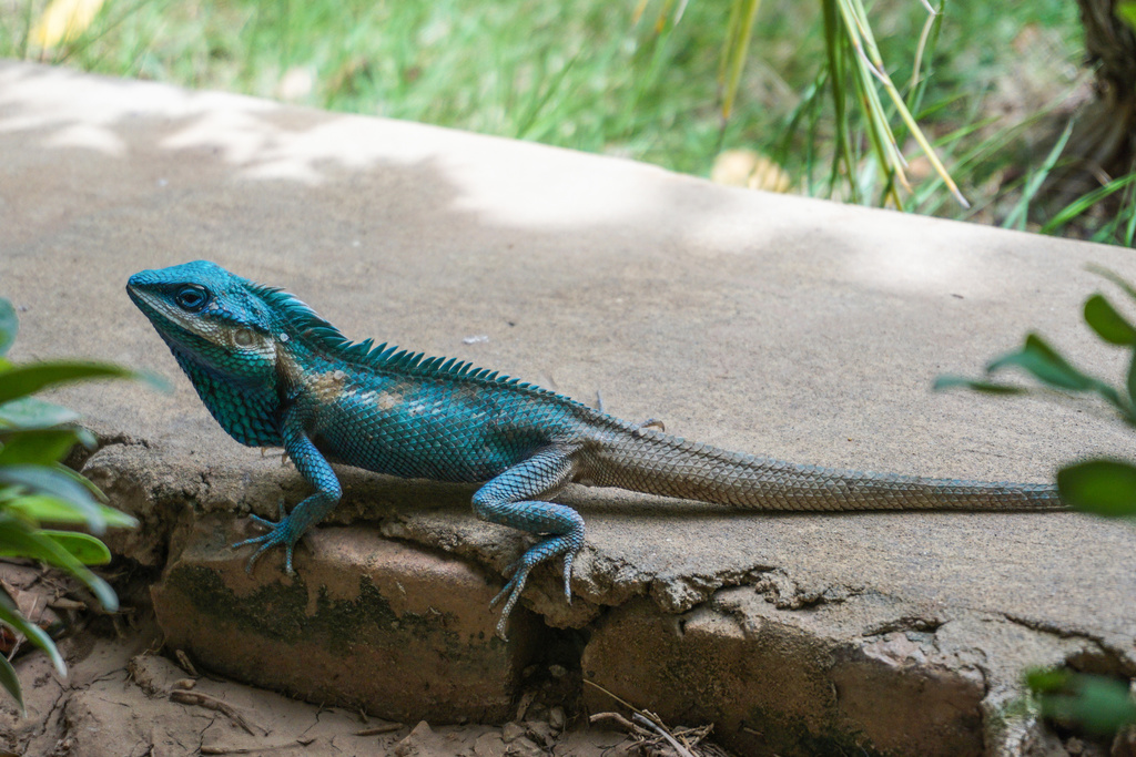 Myanmar Blue Crested Lizard from Myitnge, Мьянма (Бирма) on July 13 ...