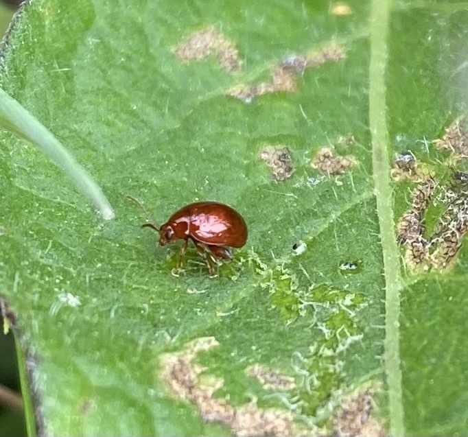 Sphaeroderma rubidum from Horsley Hill Ward, South Shields, England, GB ...