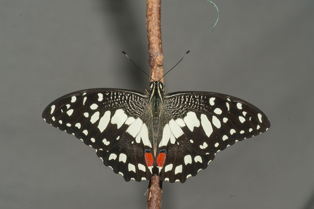 Lime Swallowtail (Butterflies Of GTMO) · iNaturalist