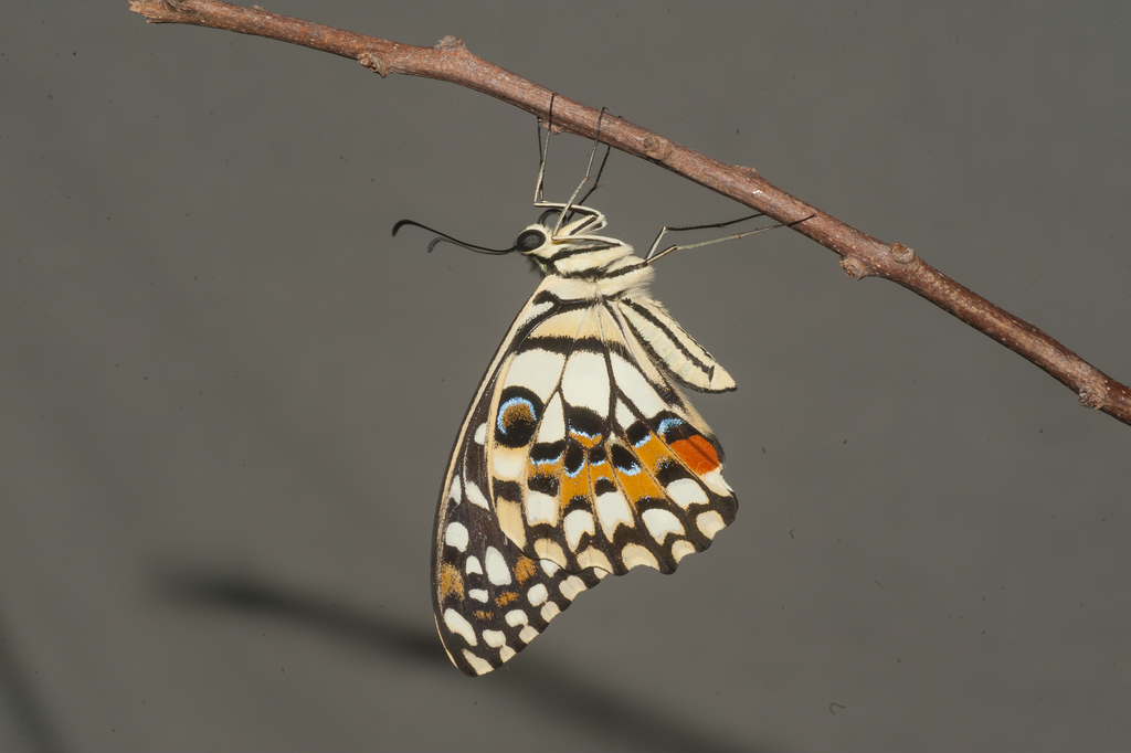 Lime Swallowtail (Butterflies Of GTMO) · iNaturalist