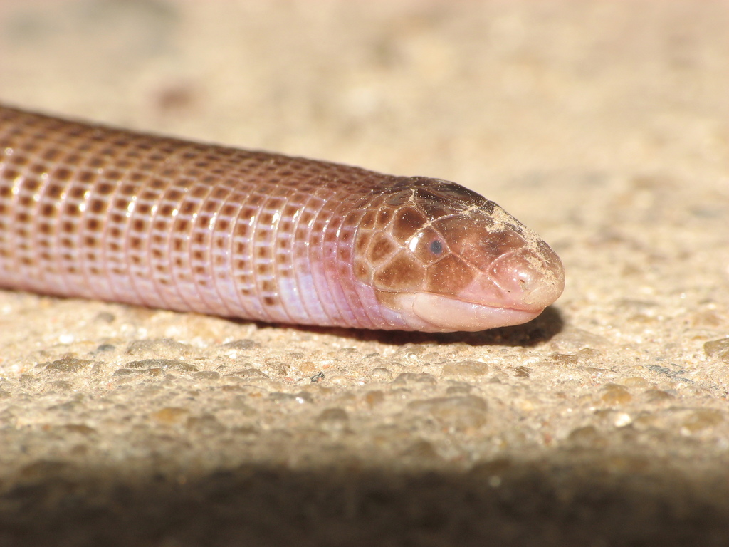 Darwin's Ringed Worm Lizard from Ciudad de Santa Fe, Provincia de Santa ...