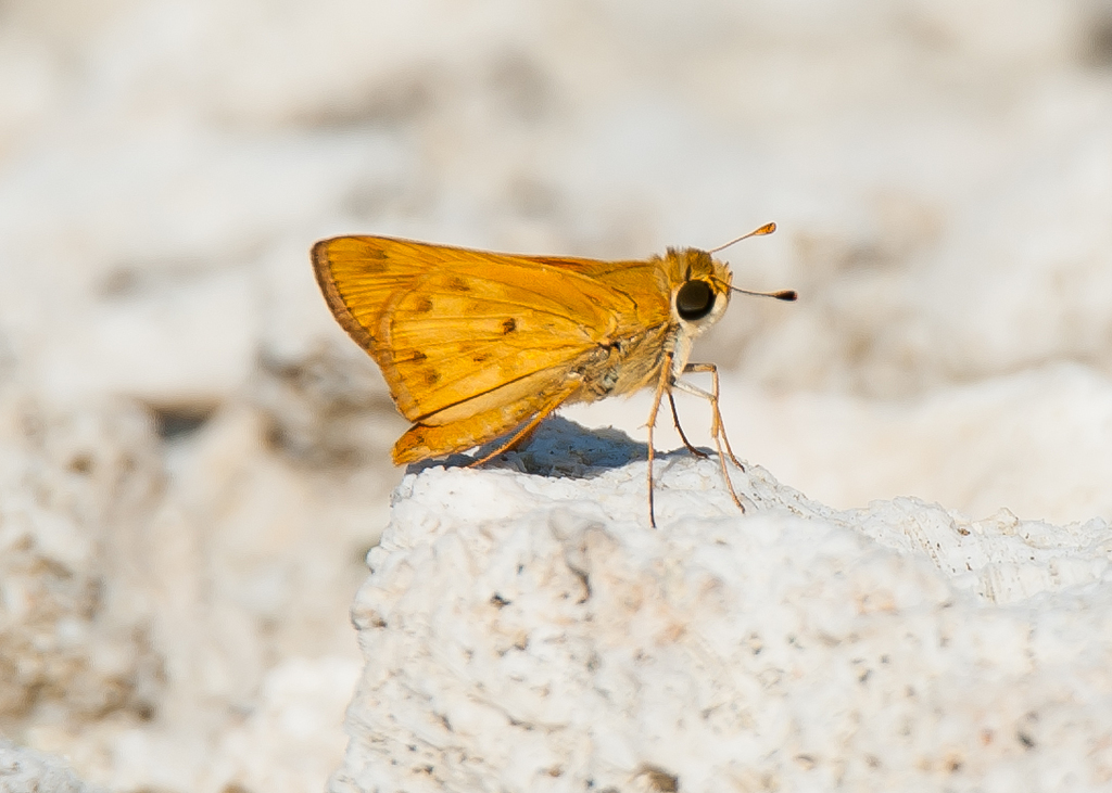 Fiery Skipper (Butterflies Of GTMO) · iNaturalist
