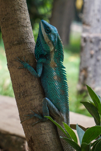 Myanmar Blue Crested Lizard (Calotes mystaceus) - Snakes and Lizards
