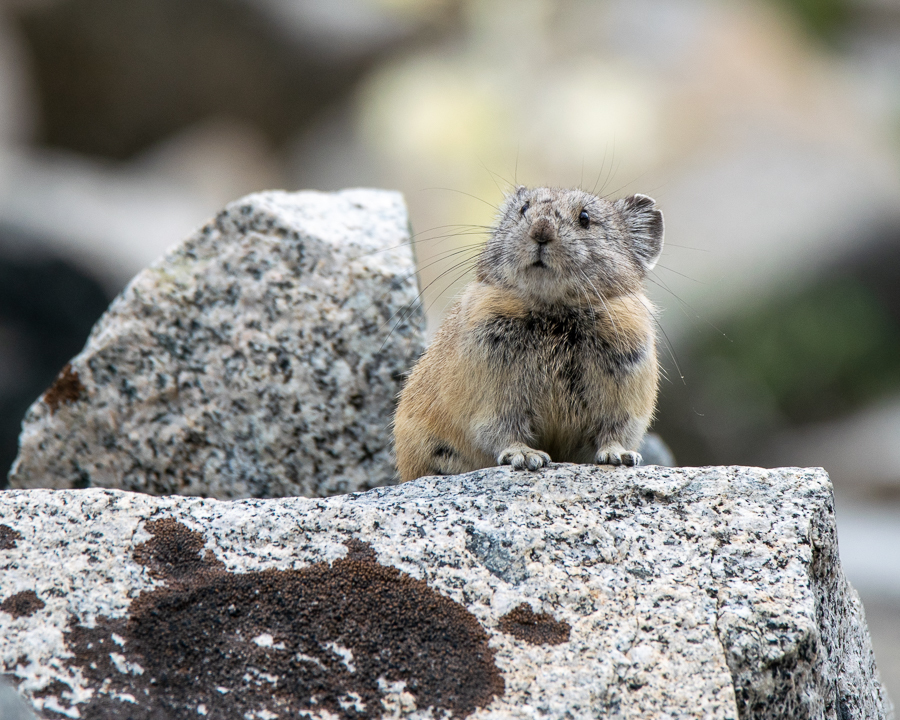 American Pika from Inyo County, CA, USA on June 29, 2021 at 10:47 AM by ...