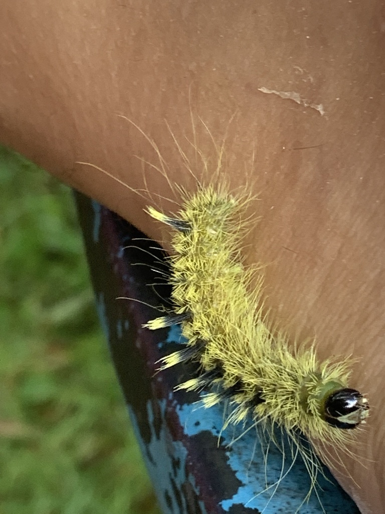 Hackberry Dagger from Carimon Rd, Chestertown, MD, US on July 3, 2021 ...