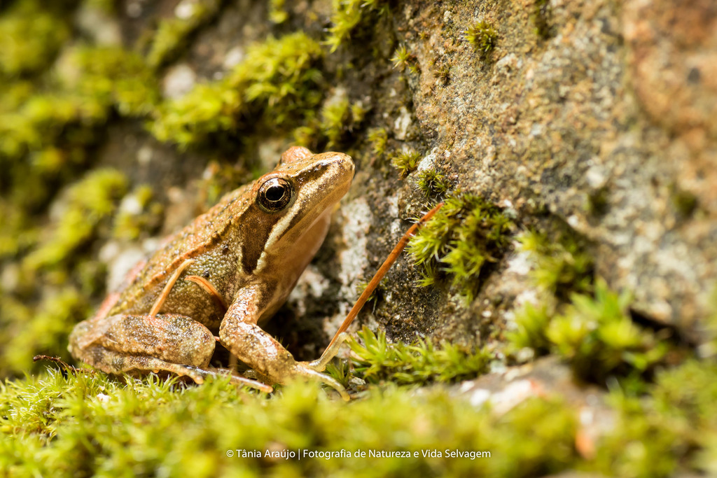 Iberian Frog from Covilhã, Portugal on October 15, 2016 at 10:51 AM by ...