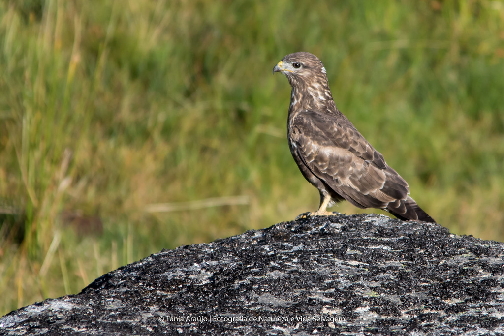 Common Buzzard from Manteigas, Portugal on September 11, 2015 at 09:07 ...
