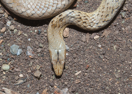 Cuban Racer (Cubophis cantherigerus) - Snakes and Lizards