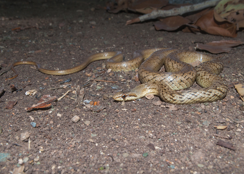Antillean Racers (Cubophis) - Snakes and Lizards