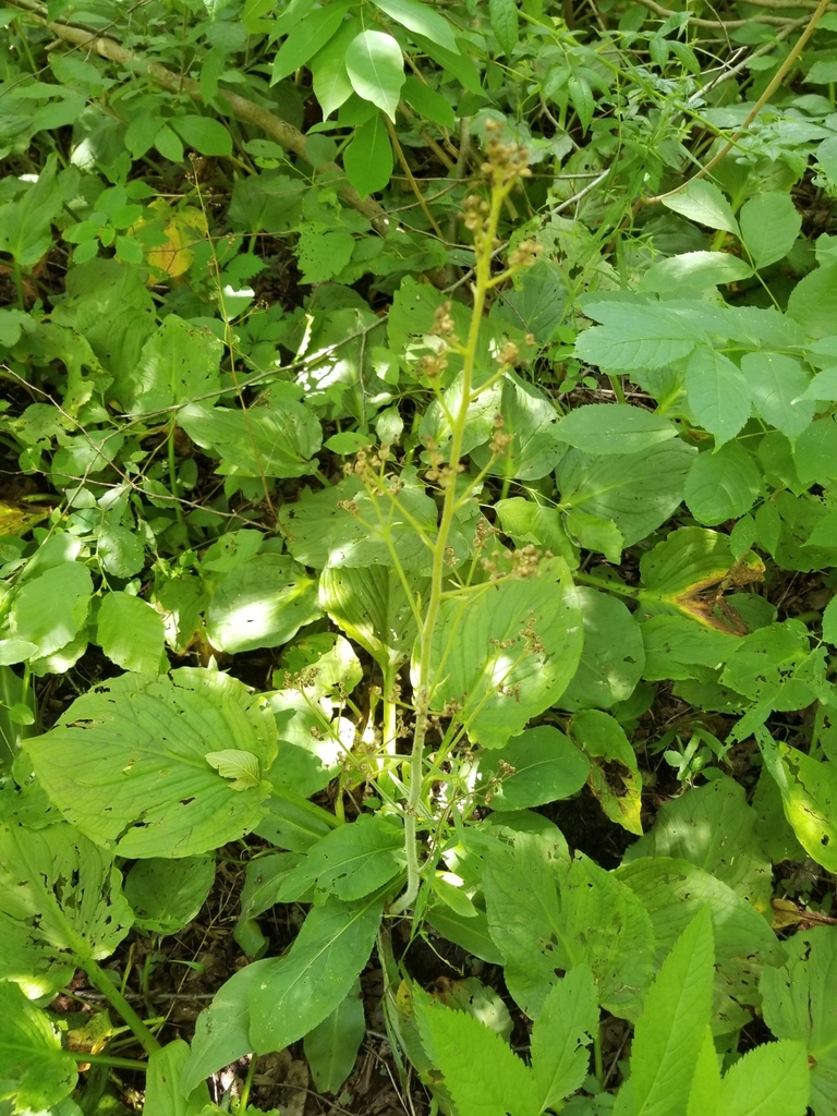 Swamp Saxifrage from Parkman Township, OH, USA on July 03, 2021 at 01: ...