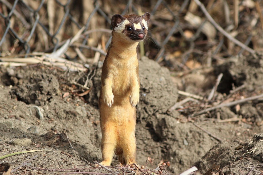 Long-tailed Weasel (Wildlife and Wildflowers of Texas - Mammals ...