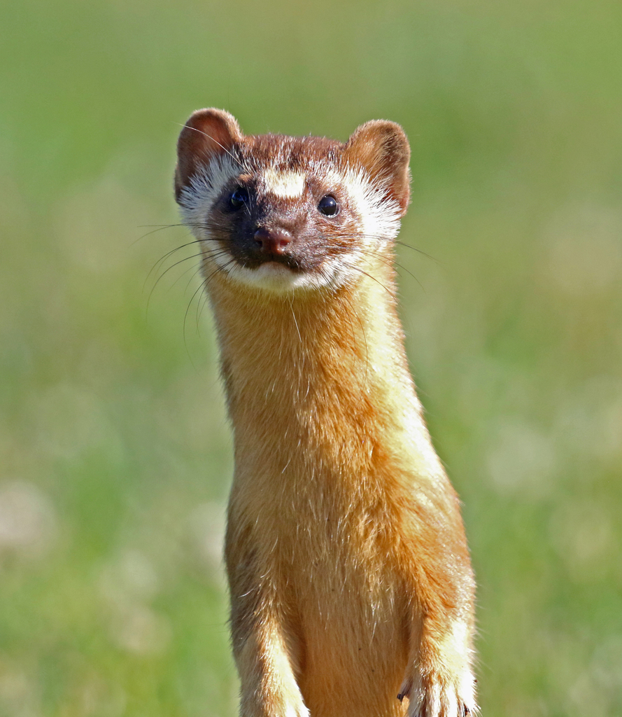 Long-tailed Weasel (Wildlife and Wildflowers of Texas - Mammals ...