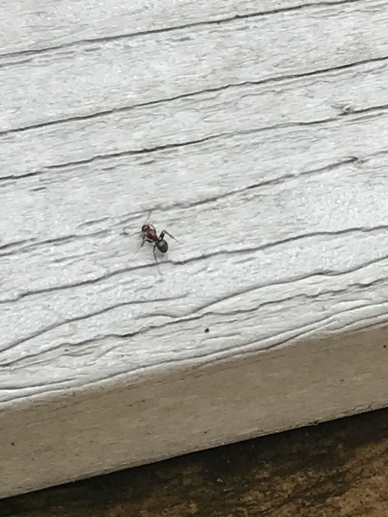 Compact Carpenter Ant from 40th Ave N, Saint Petersburg, FL, US on July ...