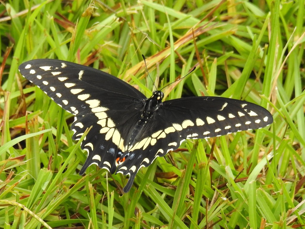 Black Swallowtail from Clyde T. Thomas Park, Chattahoochee, FL 32324 ...