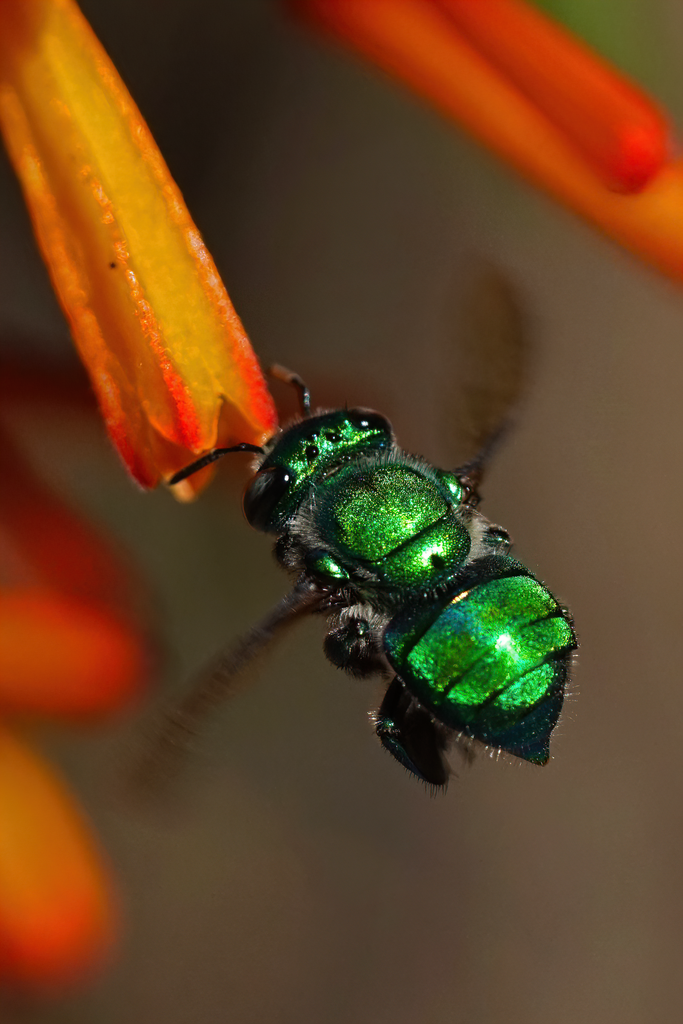 Dilemma Orchid Bee from Deerfield Beach, FL, USA on July 03, 2021 at 02 ...