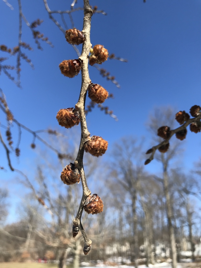 slippery elm (Ulmus rubra) - Botanical Realm