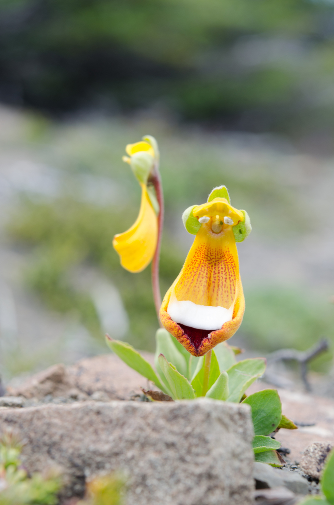 Darwin's Slipper from Lago Argentino Department, Santa Cruz Province ...