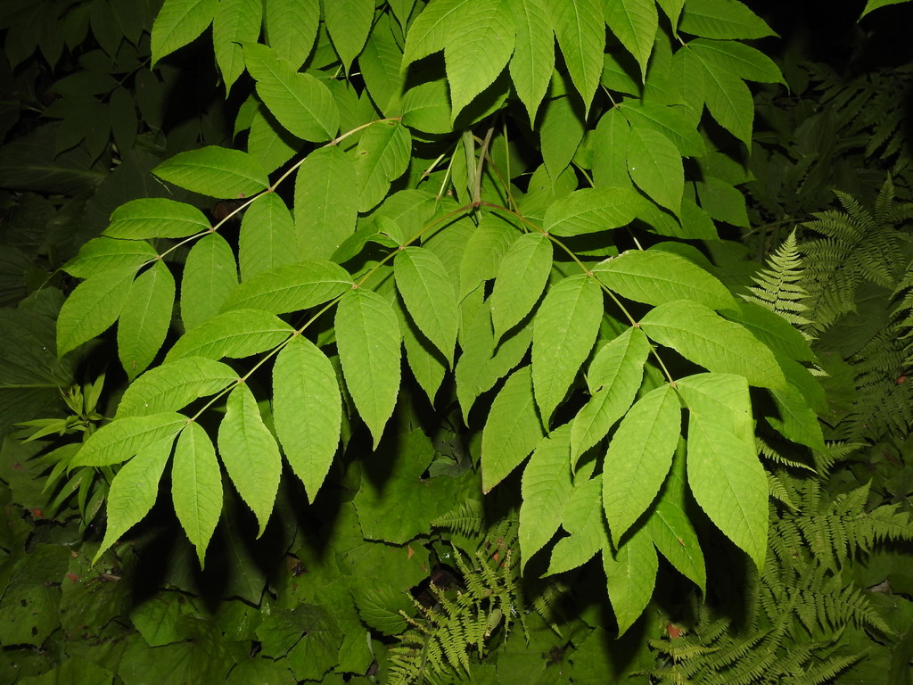 Black Ash (Flowering Trees of Appalachia) · iNaturalist