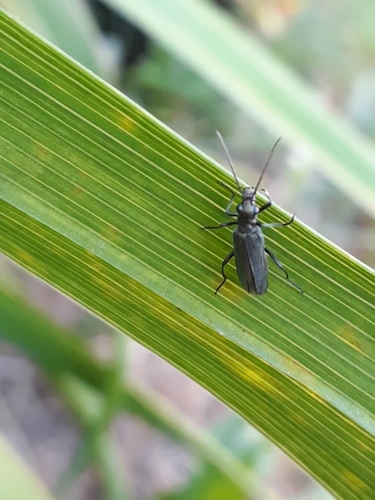 Oedemera subrobusta · iNaturalist