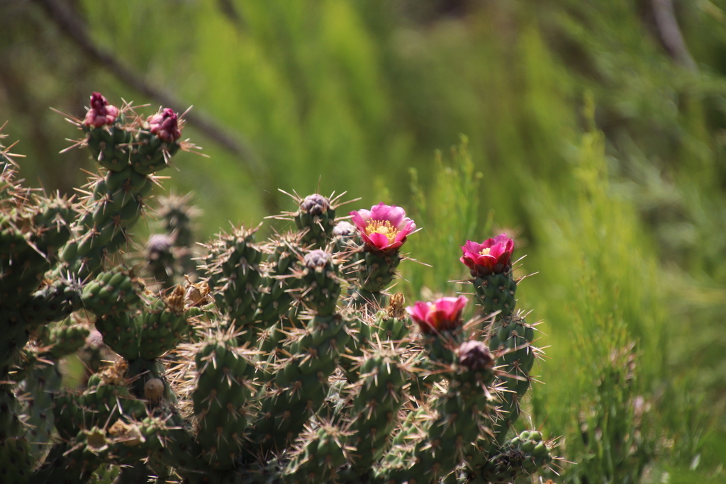 Coast Cholla from San Carlos, San Diego, CA, USA on July 03, 2021 at 10 ...