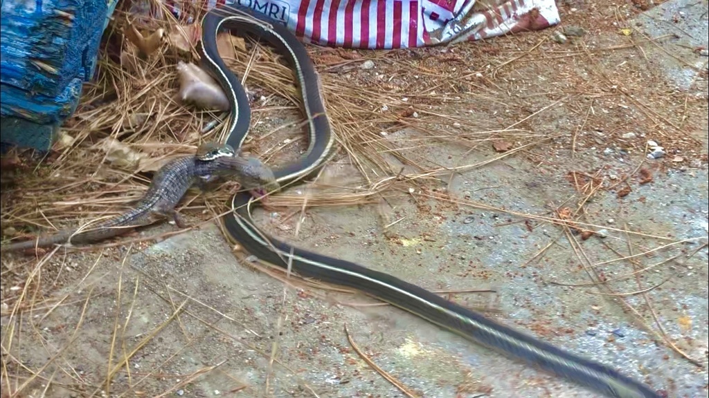 California Striped Racer from Coldstream Terr, Los Angeles, CA, US on ...