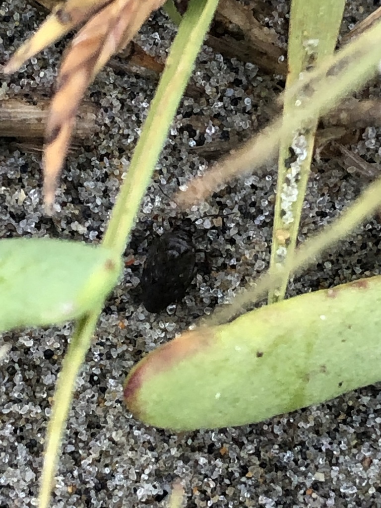 Shore bugs from Yaquina Bay, Newport, OR, US on June 26, 2021 at 08:05 ...