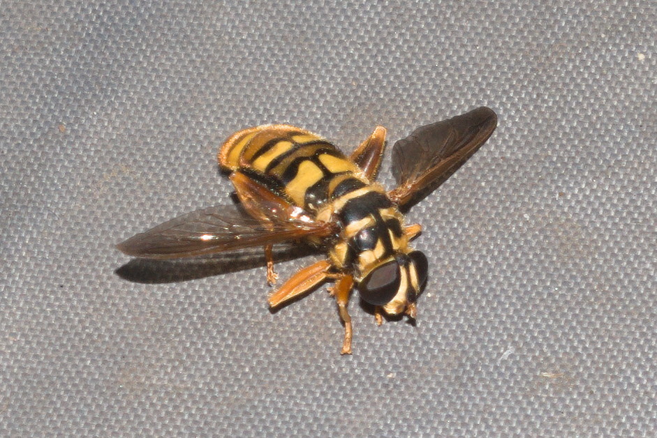 Virginia Giant Hover Fly from Delmar, DE 19940, USA on June 30, 2021 at ...