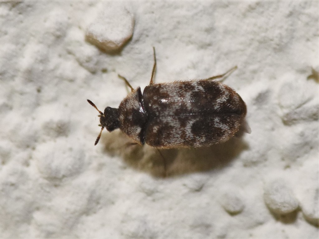 Trogoderma quinquefasciatum from Tangamanga, 78269 San Luis, S.L.P ...