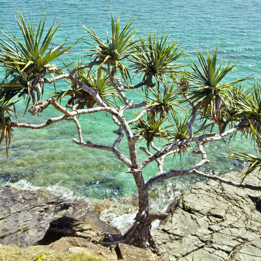thatch screwpine from Burleigh Heads National Park, Gold Coast ...