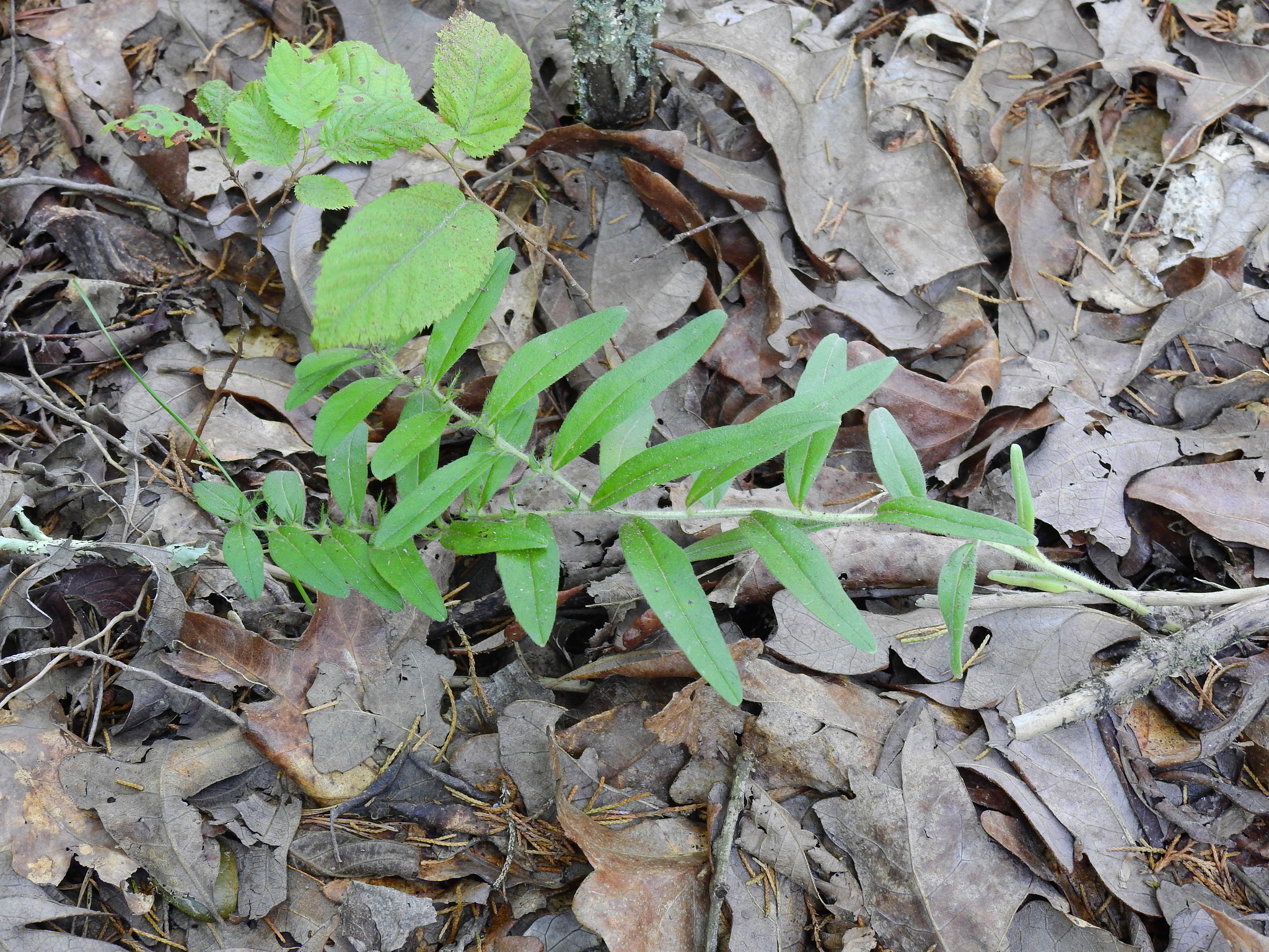 Lithospermum parviflorum Weakley, Witsell & D.Estes