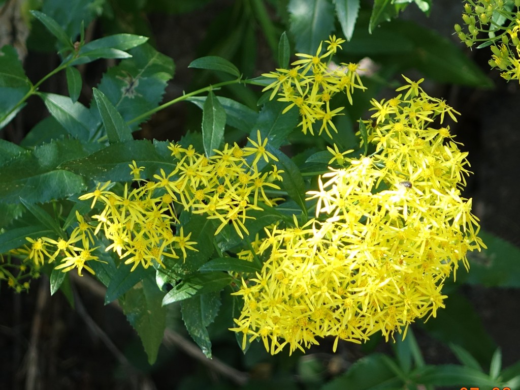 Tall Ragwort from Bannock County, ID, USA on July 03, 2021 at 10:13 AM ...