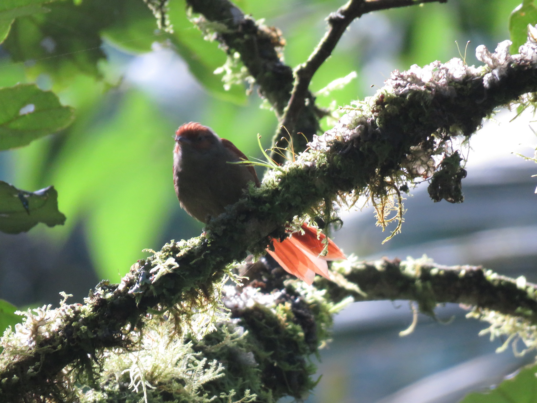 STRI Research Portal Detailed Collection Record Information