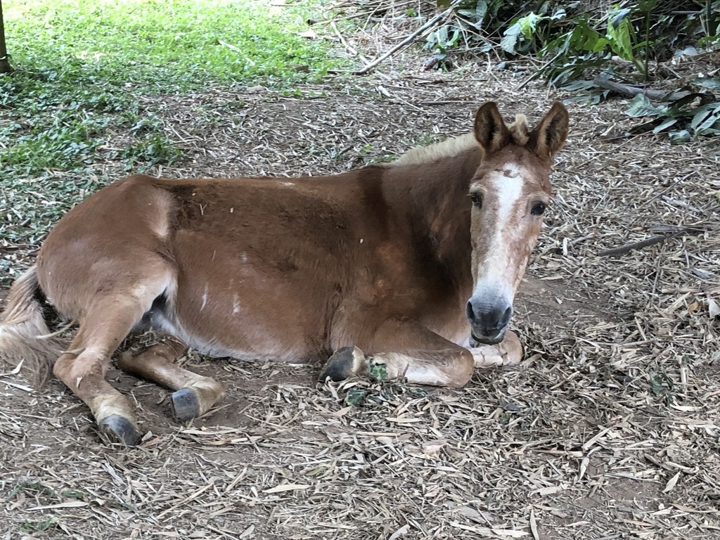 Mule/Hinny from Estrada Arnaldo Dyckerhoff, Petrópolis, RJ, BR on July ...