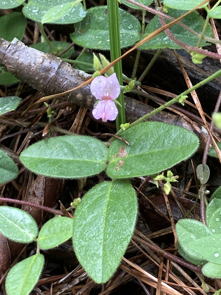 eastern milk-pea from Gotier Trace Rd, Smithville, TX, US on July 03 ...