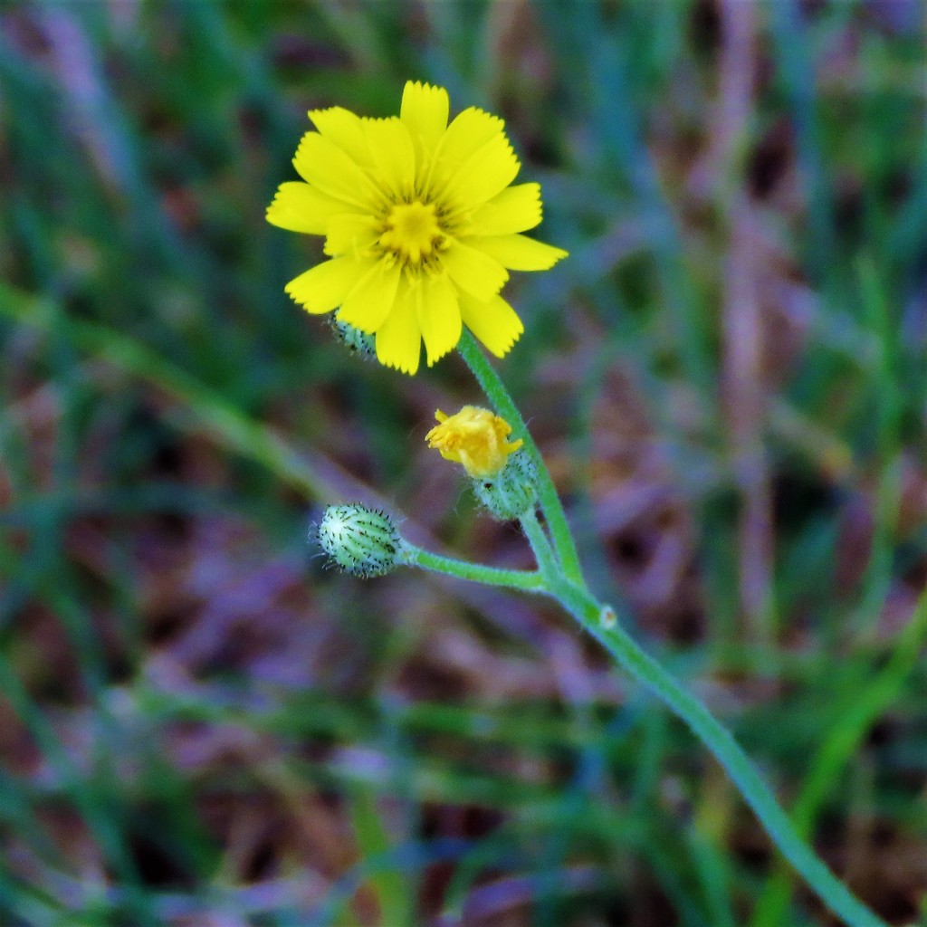 rough hawkweed from Roche-A-Cri State Park, Friendship, WI, USA on June ...