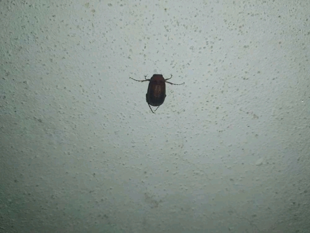 Brown Chafer from 160 00 Praha, Česko on July 03, 2021 by Petra Caltová ...