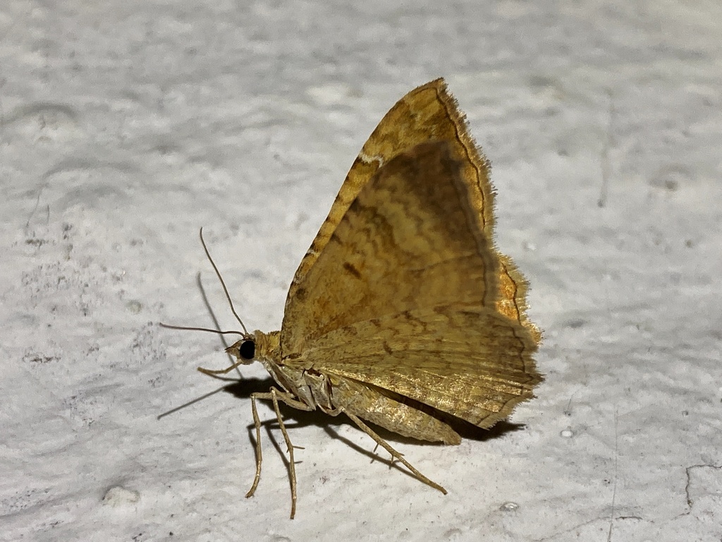 Yellow Shell Moth from Agersø, Skælskør, Sjælland, DK on July 4, 2021 ...