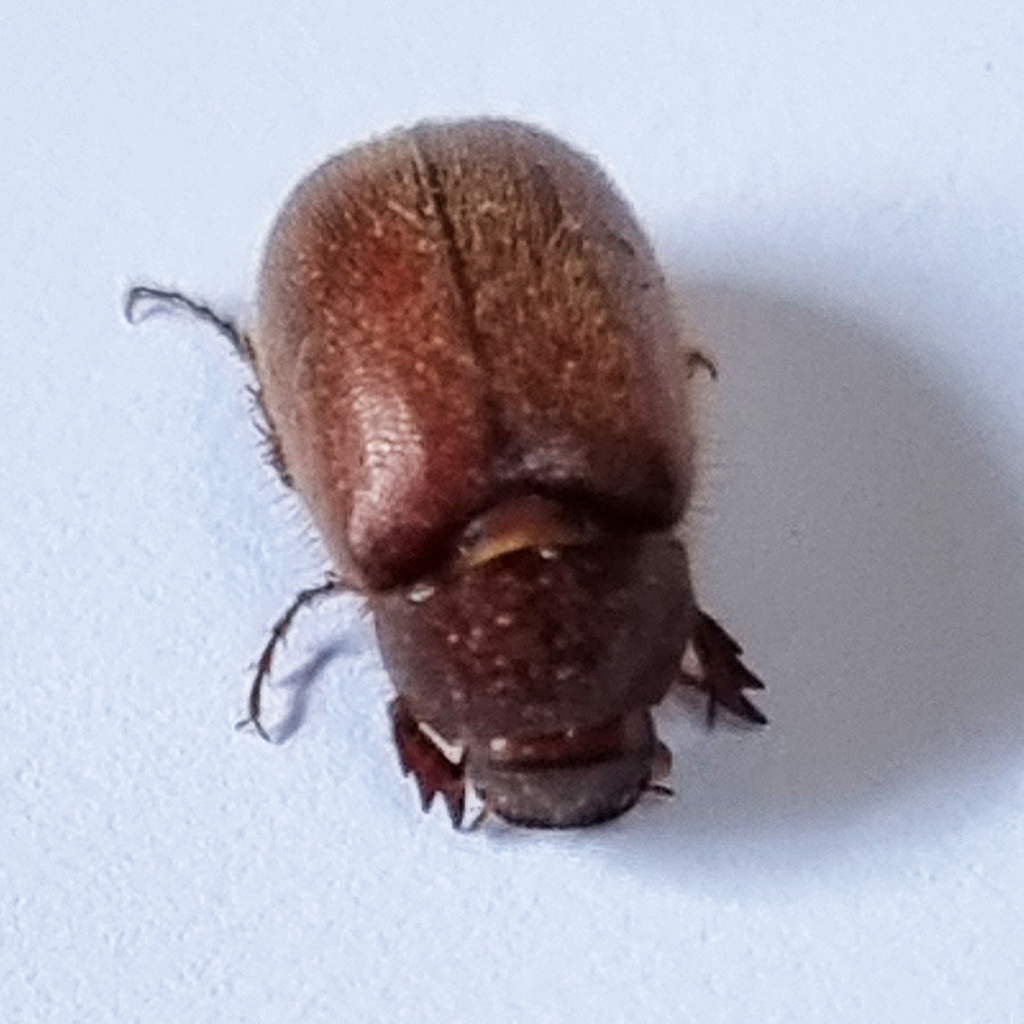Scarabs from Gordon VIC 3345, Australia on March 12, 2021 at 09:16 AM ...