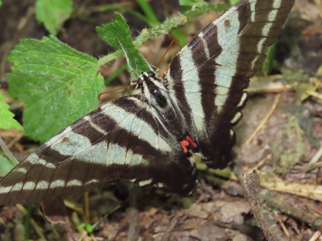 Zebra Swallowtail from 14323 Edith Marie Ave, Omaha, NE 68112, USA on ...