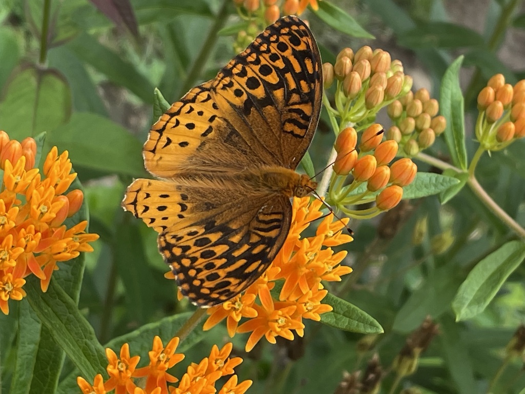 Great Spangled Fritillary from Yeager Hollow Rd, Bolivar, PA, US on ...